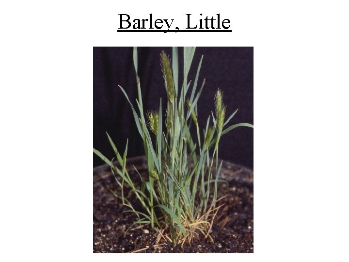 Grassland Plant ID Grasses Grasslike Barley Little Barnyard