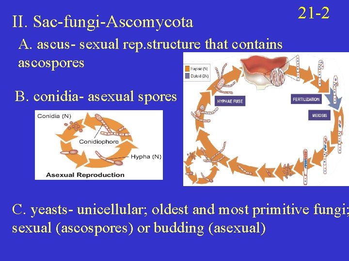 Chapter 21 Fungi Edible morels from Phylum Basidiomycota