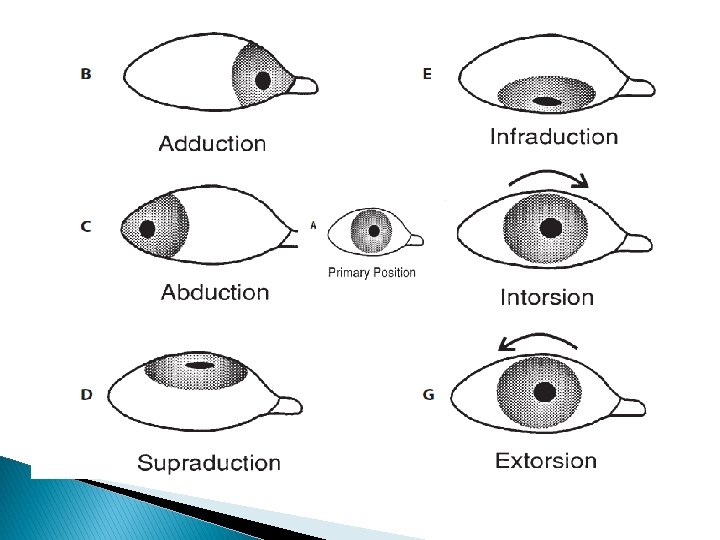 Strabismus The art of harmony Extraocular muscles Remember