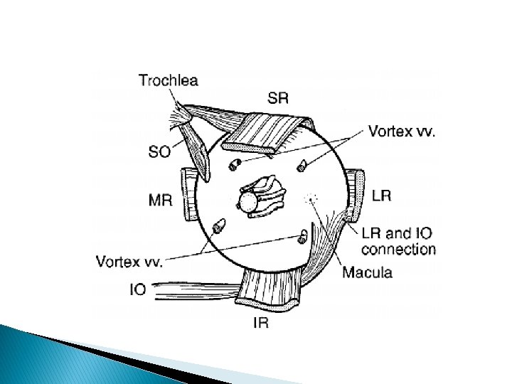 Strabismus The art of harmony Extraocular muscles Remember