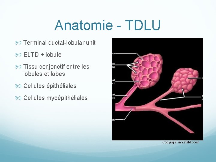 Les Lsions Bnignes du Sein Comment sy retrouver