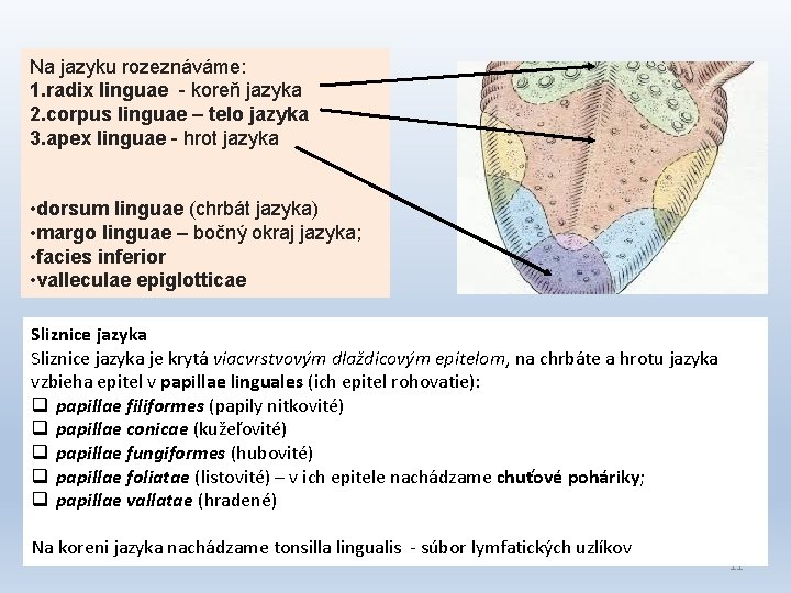 Trviaca sstava Vzdelvacia oblas lovek a prroda Predmet