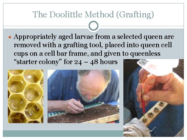 Queen Rearing as a Tool in Apiary Management