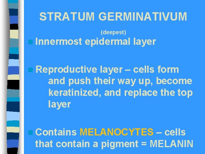Health Science I INTEGUMENTARY SYSTEM n Skin Integument