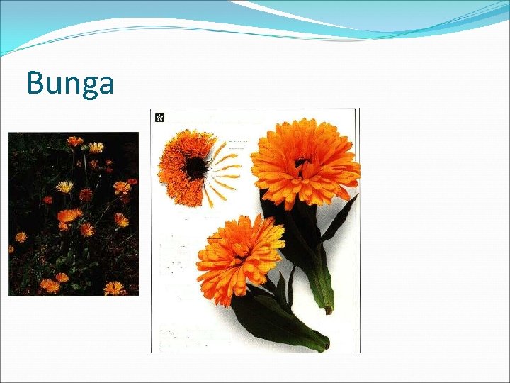 PROSES PENGOLAHAN DAN PENGGUNAAN OBAT TRADISIONAL Amri Bakhtiar