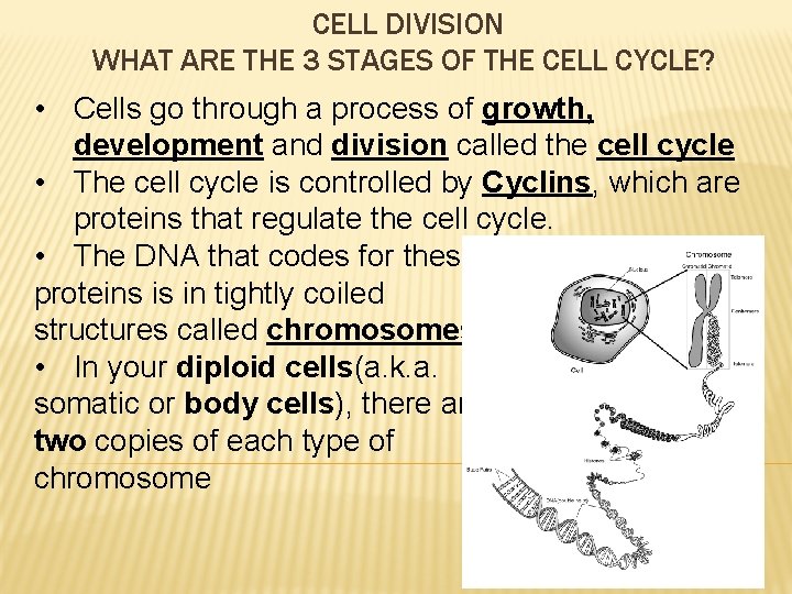 CELL DIVISION WHAT ARE THE 3 STAGES OF