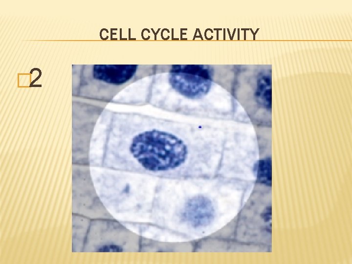 CELL DIVISION WHAT ARE THE 3 STAGES OF