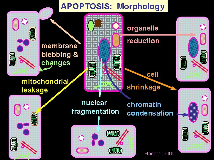 APOPTOSIS An overview Sanjeev Sharma Aarti Bhardwaj Shalini