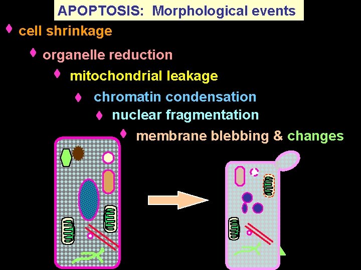APOPTOSIS An overview Sanjeev Sharma Aarti Bhardwaj Shalini