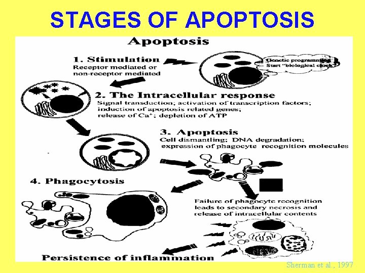 APOPTOSIS An overview Sanjeev Sharma Aarti Bhardwaj Shalini