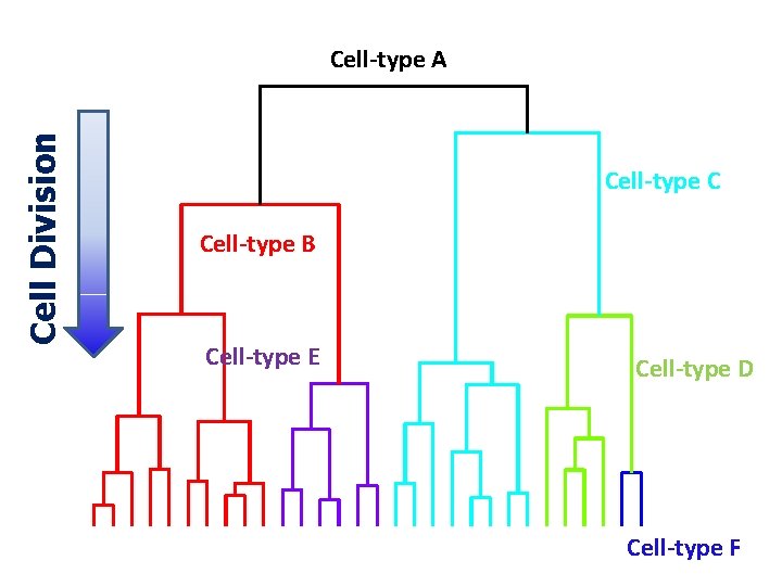 Analysis of Gene Expression at the SingleCell Level