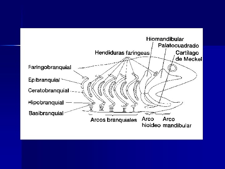 SUPERCLASE GNATHOSTOMATA Conodonts Lampreys Hagfishes Cephalochordata ...