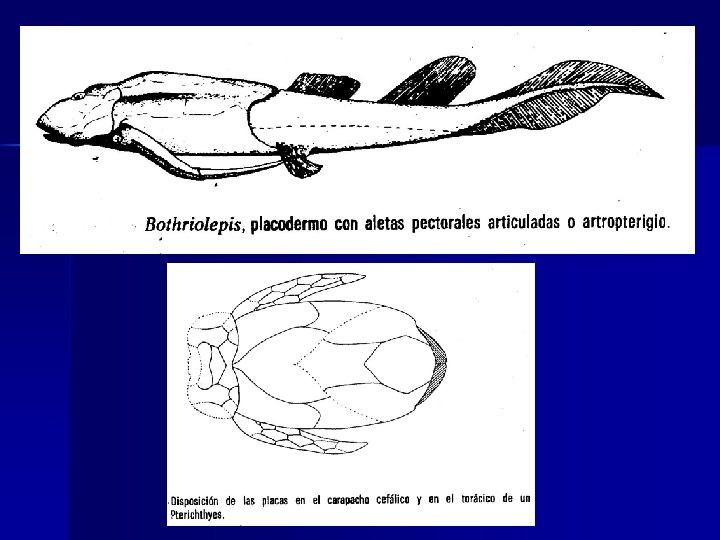 SUPERCLASE GNATHOSTOMATA Conodonts Lampreys Hagfishes Cephalochordata ...