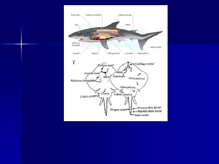 SUPERCLASE GNATHOSTOMATA Conodonts Lampreys Hagfishes Cephalochordata ...