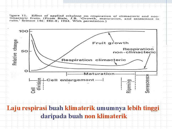 BAB II Perubahan Biokimia Pada Sayuran dan Buahbuahan