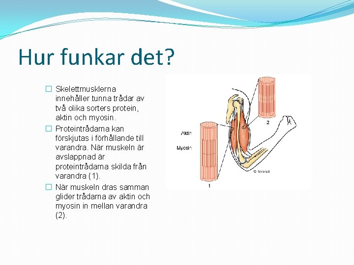 Anatomi Lran om kroppens uppbyggnad Anatomisk terminologi Extern