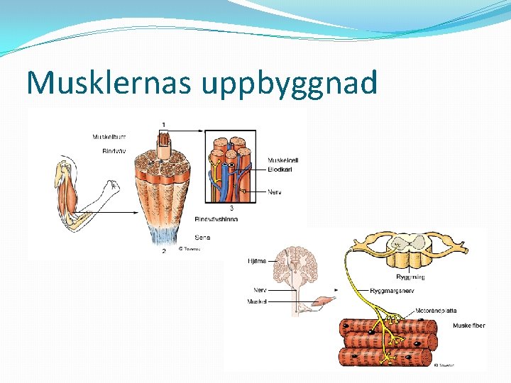 Anatomi Lran om kroppens uppbyggnad Anatomisk terminologi Extern