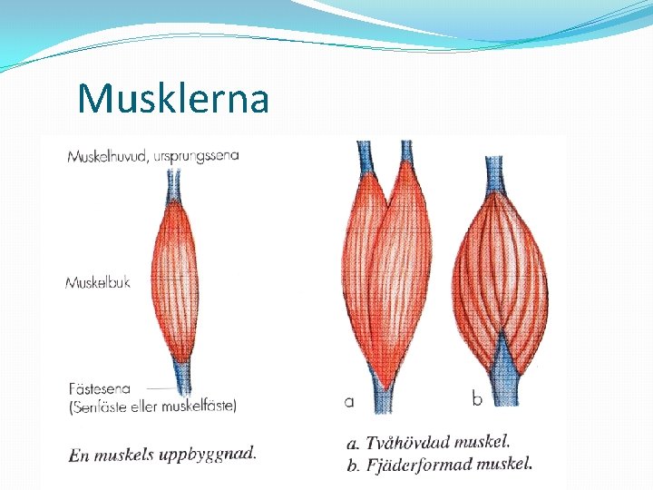 Anatomi Lran om kroppens uppbyggnad Anatomisk terminologi Extern