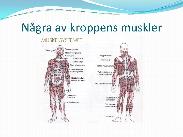 Anatomi Lran om kroppens uppbyggnad Anatomisk terminologi Extern