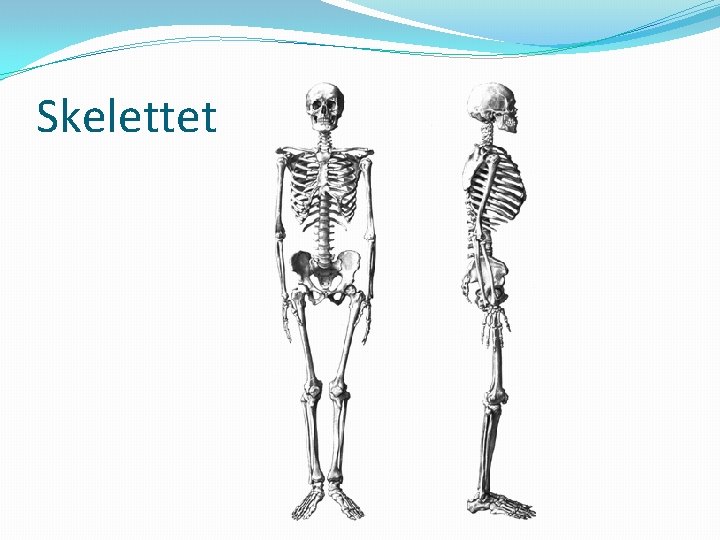 Anatomi Lran om kroppens uppbyggnad Anatomisk terminologi Extern