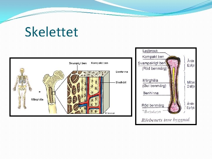 Anatomi Lran om kroppens uppbyggnad Anatomisk terminologi Extern
