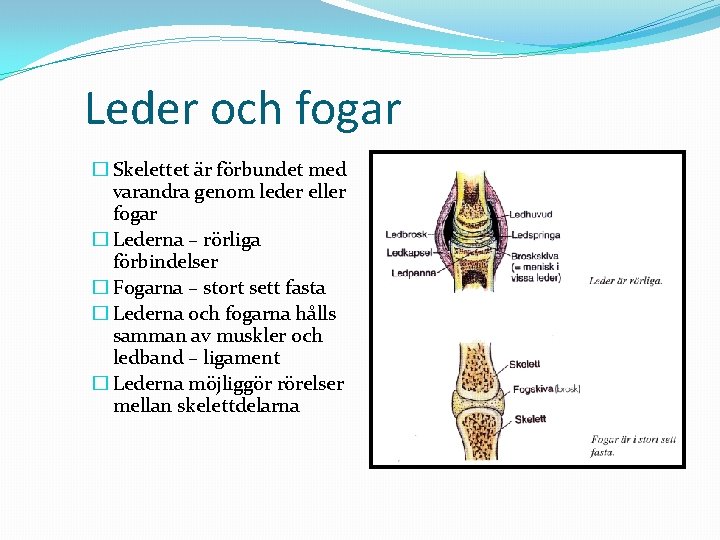 Anatomi Lran om kroppens uppbyggnad Anatomisk terminologi Extern