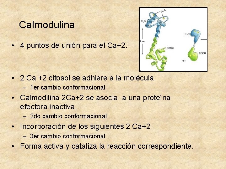 Regulacin Hormonal del metabolismo del calcio Fosfatos Vitamina