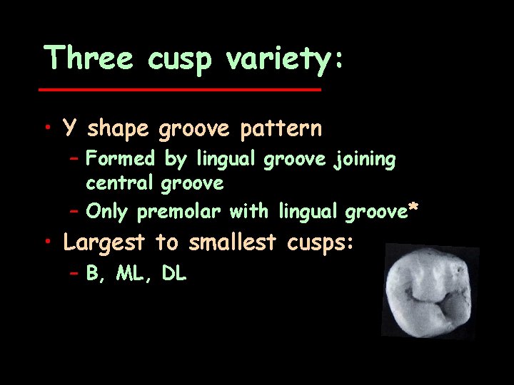 Mandibular Premolars Introduction Mandibular 1 st smaller than
