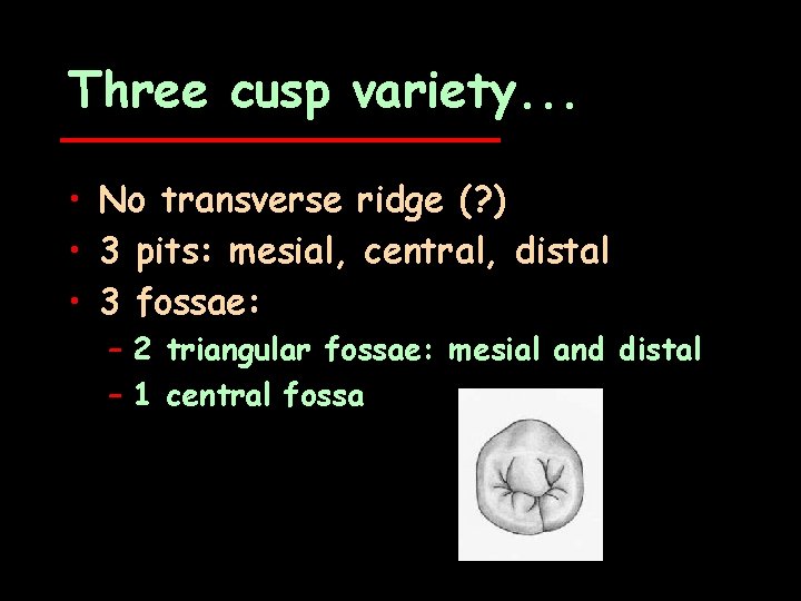 Mandibular Premolars Introduction Mandibular 1 st smaller than