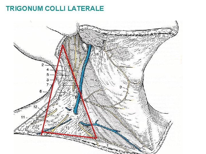 REGIONAL ANATOMY OF THE NECK REGIO CERVICALIS ANTERIOR