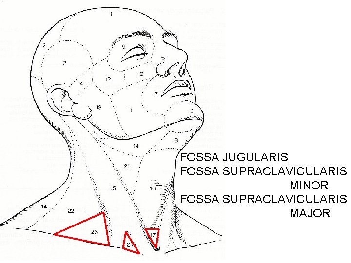 REGIONAL ANATOMY OF THE NECK REGIO CERVICALIS ANTERIOR