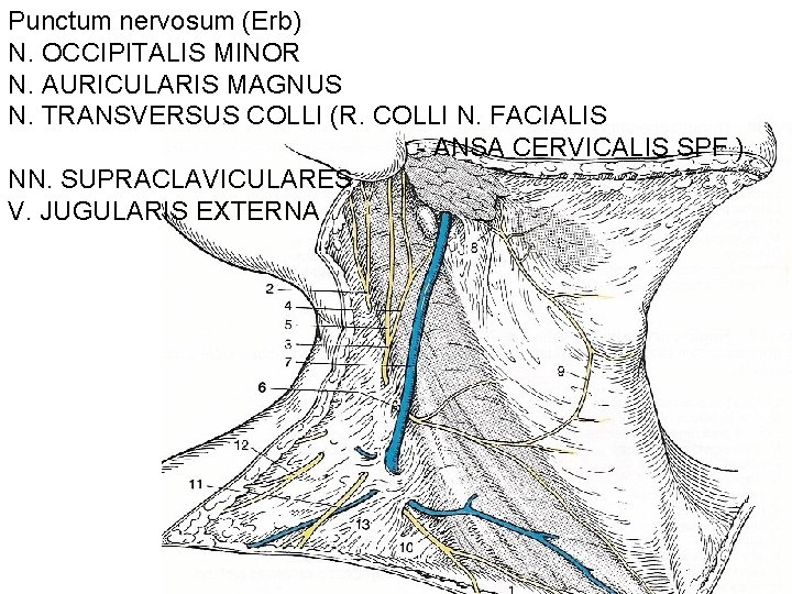 REGIONAL ANATOMY OF THE NECK REGIO CERVICALIS ANTERIOR