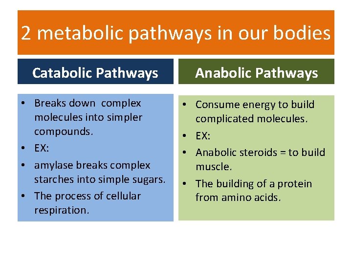 Organization of the Chemistry of Life into Metabolic