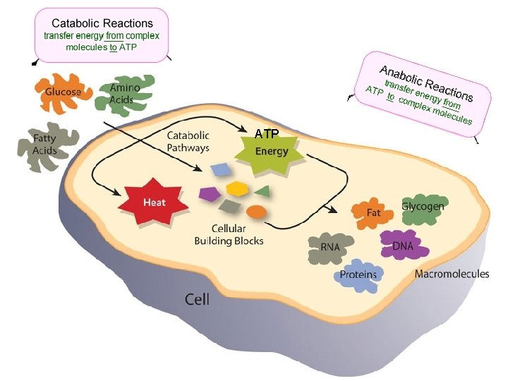 Organization of the Chemistry of Life into Metabolic