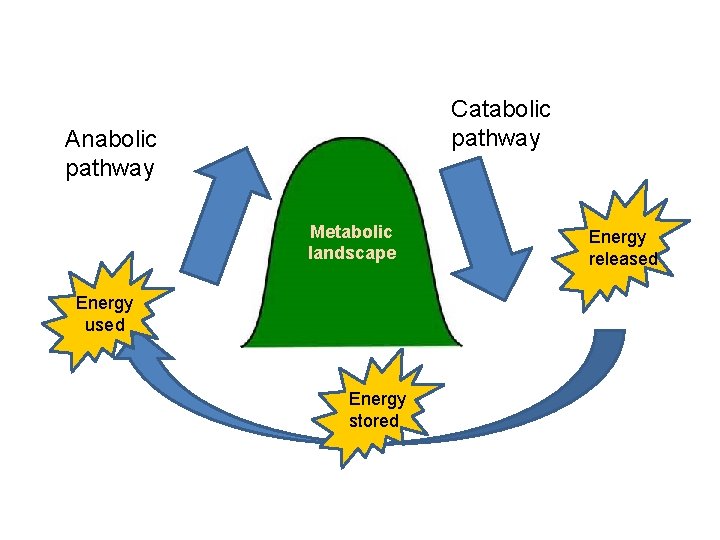 Organization of the Chemistry of Life into Metabolic