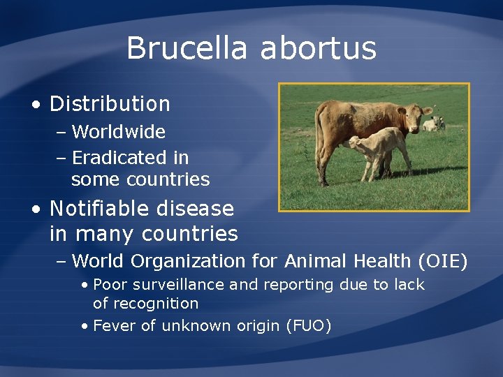 Brucellosis Prof Dr Fhim Shaltout Professor of Meat