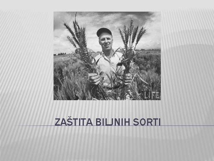 Doc dr Ismet Alija V ass Haris Hasi