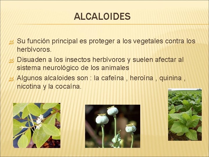 SUSTANCIAS QUMICAS QUE PRODUCEN LAS PLANTAS CLULAS SECRETORAS