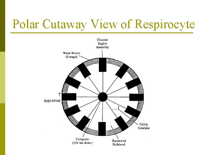 Respirocytes A Mechanical Artificial Red Cell Exploratory Design