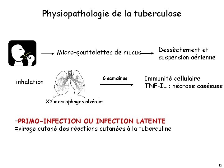 Plan de lexpos 1 EPIDEMIOLOGIE 2 TUBERCULOSE MALADIE