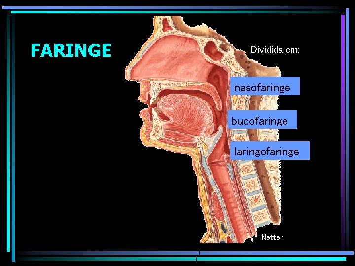 SISTEMA DIGESTRIO FUNES preenso mastigao deglutio digesto absoro