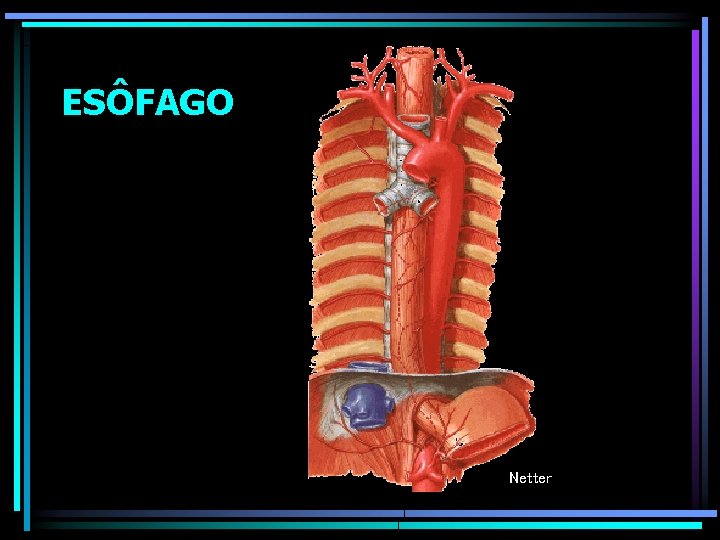 SISTEMA DIGESTRIO FUNES preenso mastigao deglutio digesto absoro