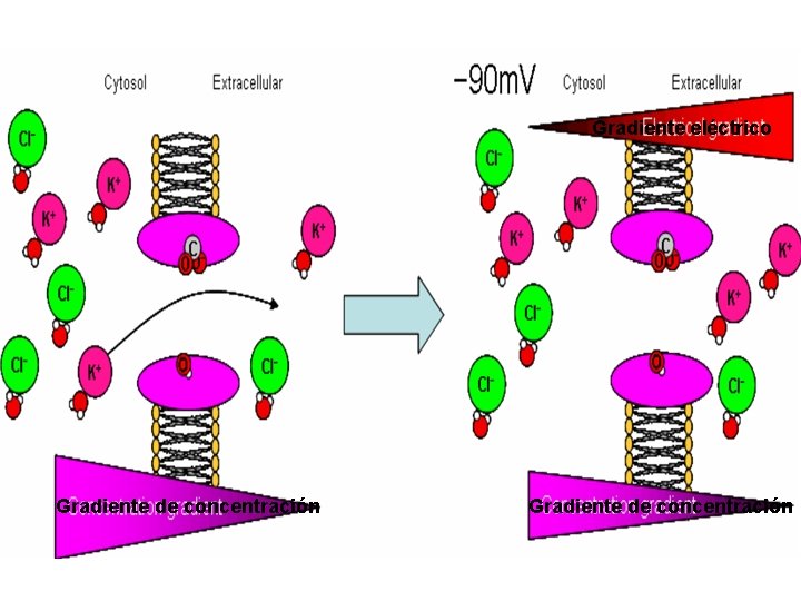 Tema 7 Absorcin de iones por clulas y