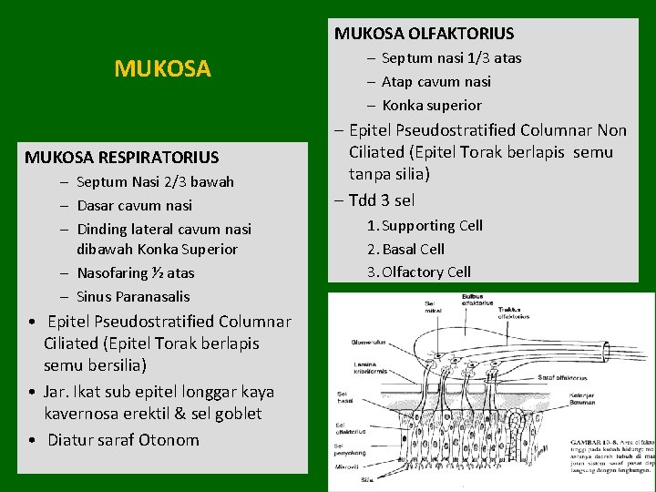 ANATOMI FISIOLOGI HIDUNG SINUS PARANASAL dr M Arief