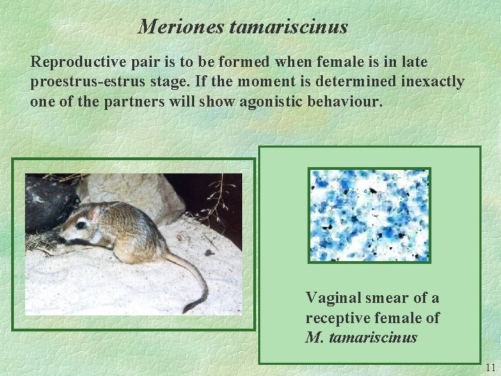 Estrus cycles and changes of vaginal cytology in