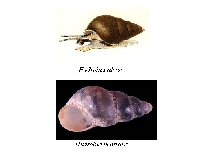 Competition Competition in Nature the Birth of Experimental