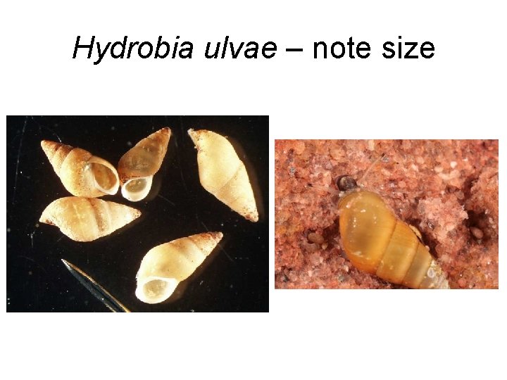 Competition Competition in Nature the Birth of Experimental