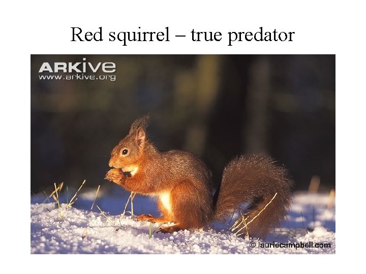 Competition Competition in Nature the Birth of Experimental