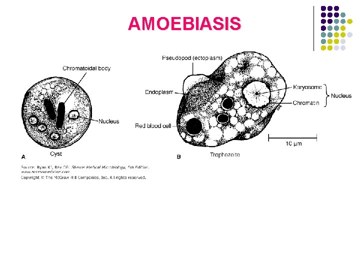 Treatment of dysentery and amebiasis Prof Hanan Hagar