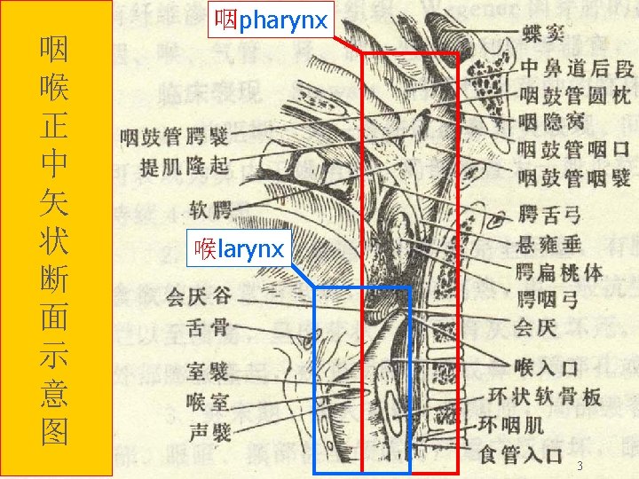 nasopharynx epipharynx adenoid pharyngeal opening of auditory tube